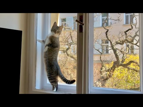 Cat in quarantine stuck between windows - YouTube