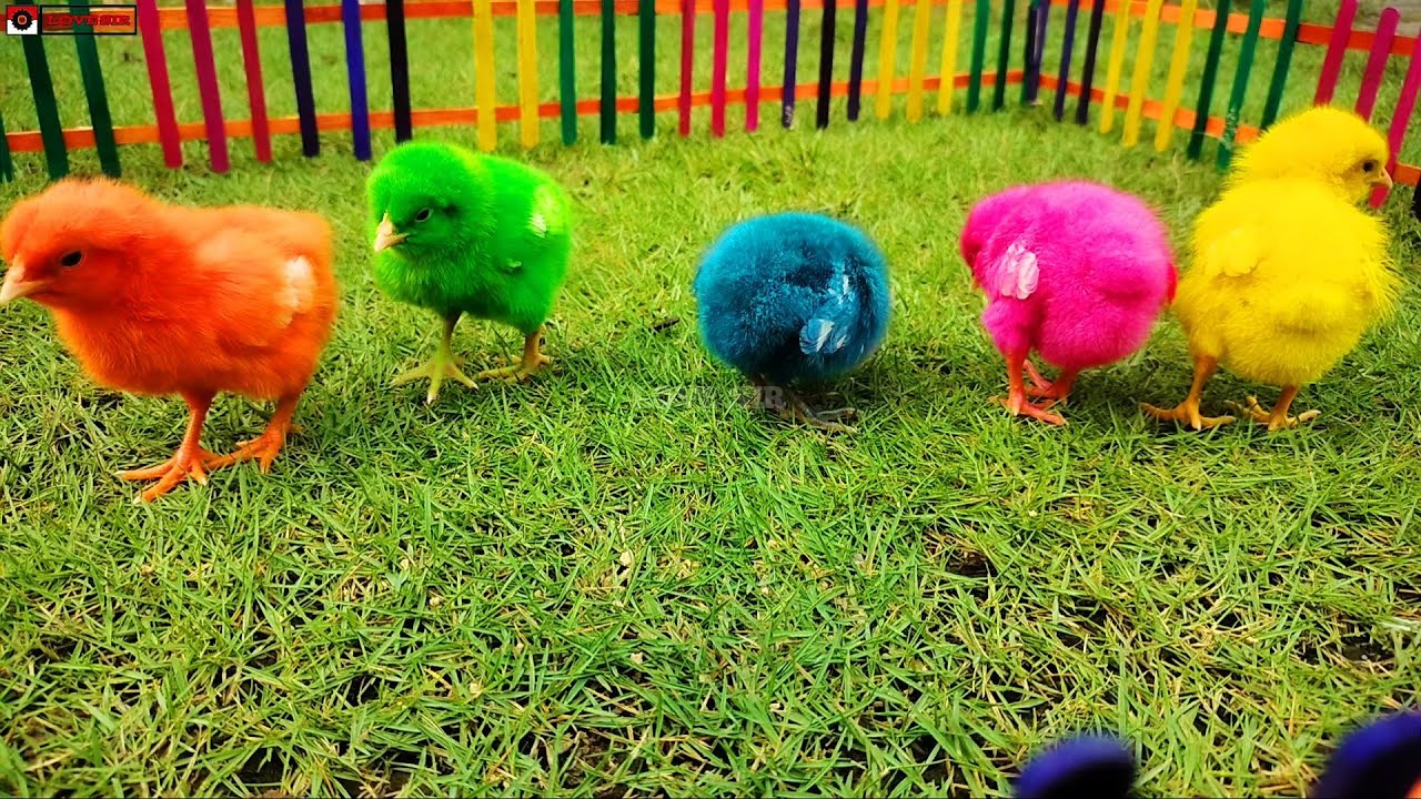 Rainbow chicken or colorful chicken | looking for and hatching rainbow ...