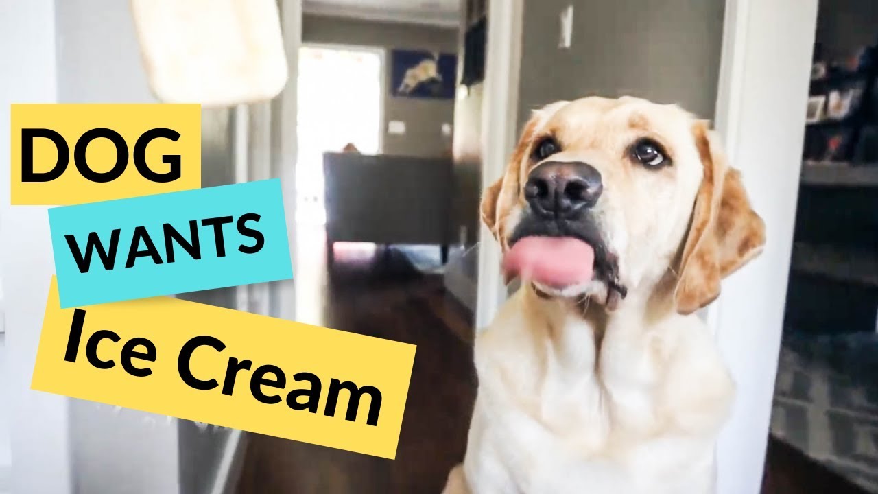 Dog will do anything for Ice cream - YouTube