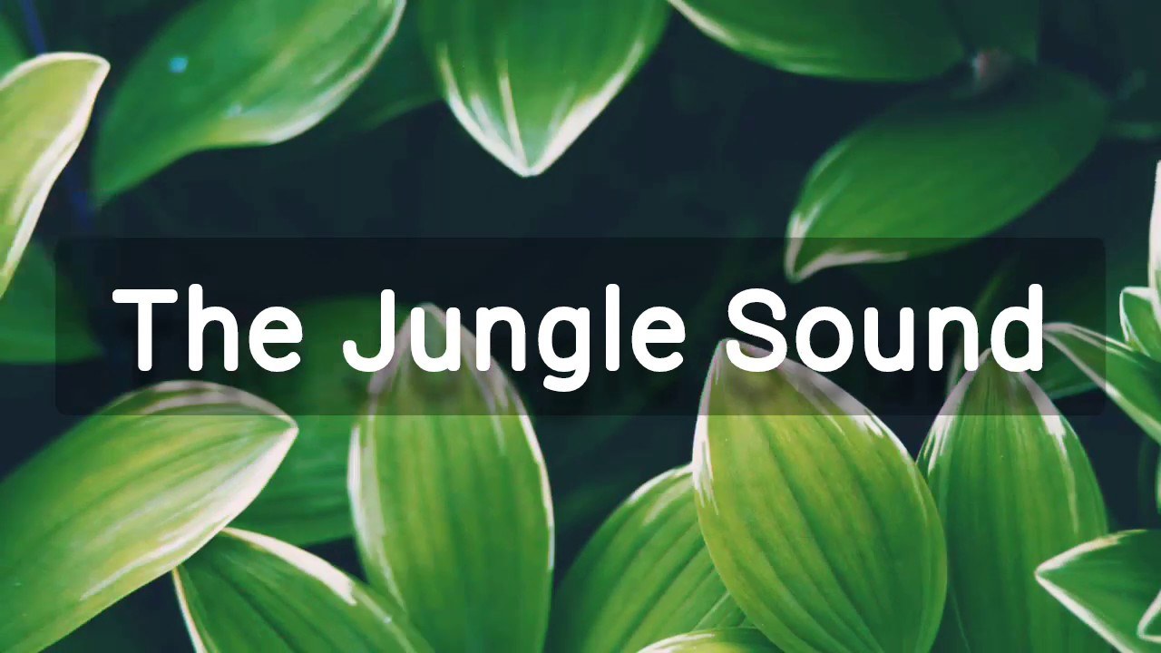 Jungle Sounds And Pictures Youtube