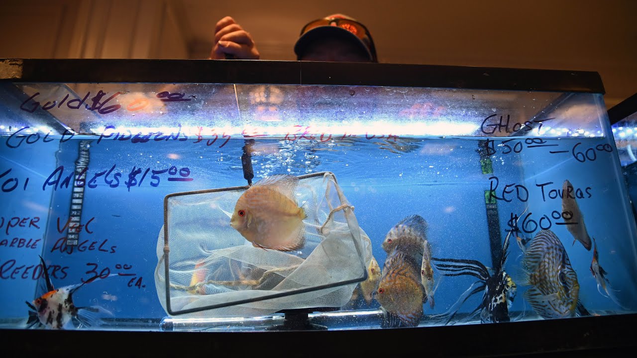 CATCH THIS: Fish Swap in Chicagoland, IL - YouTube