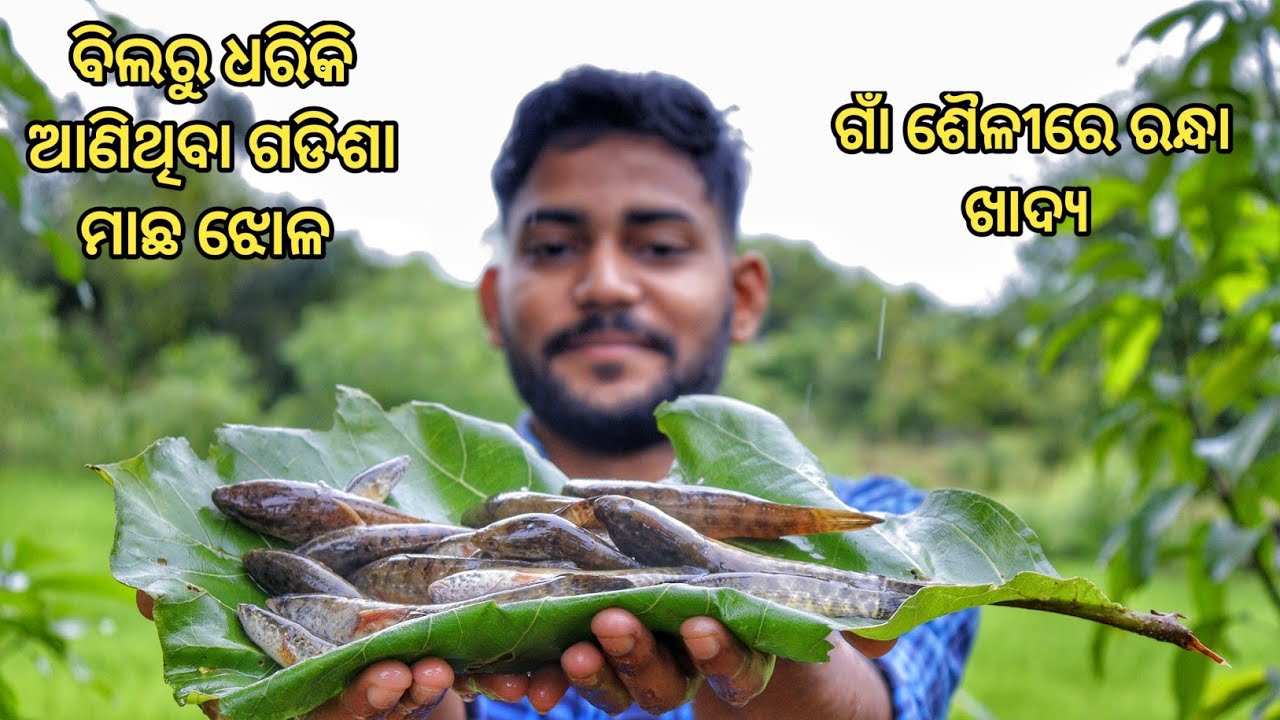 SNAKE HEAD MURREL FISH CURRY | Gadisha Fish Cooking in Village Style ...