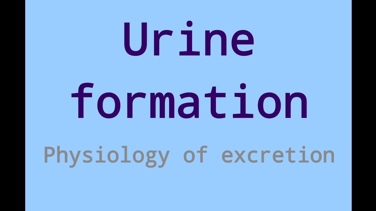 Mechanism of urine formation - Physiology of Excretion - YouTube