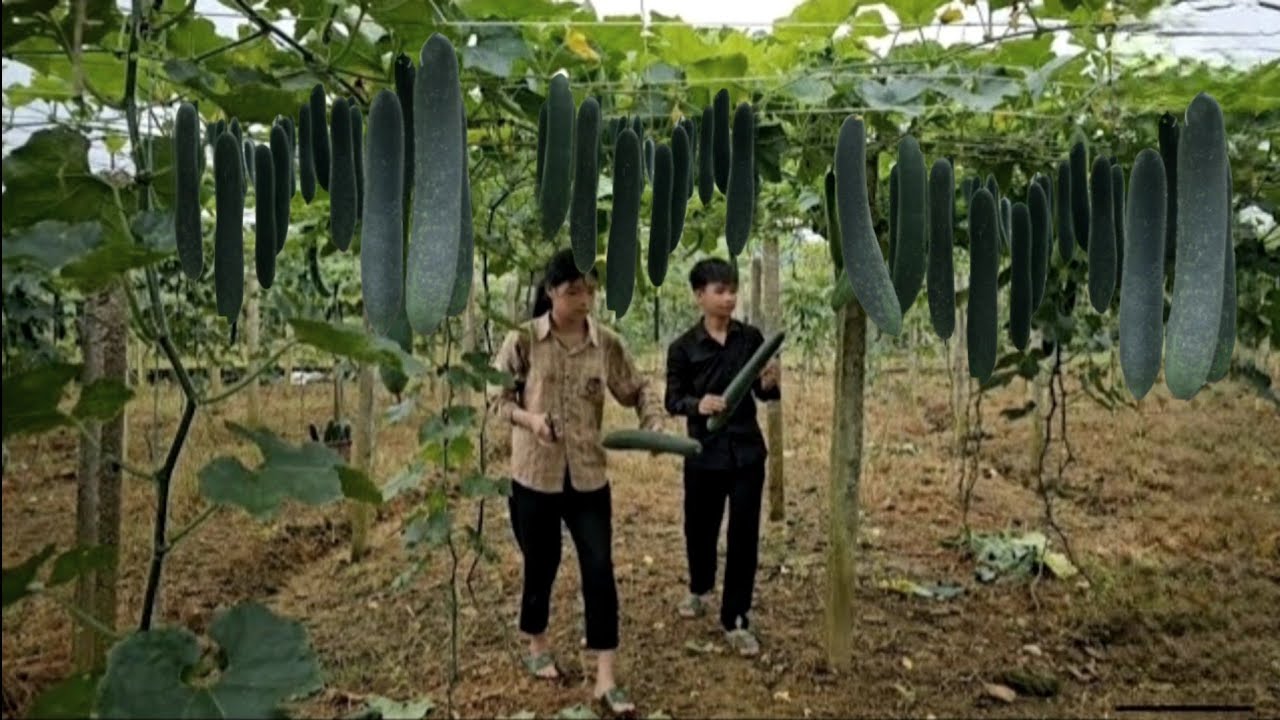 Homeless boy and poor girl pick green pumpkins to sell at the market to ...