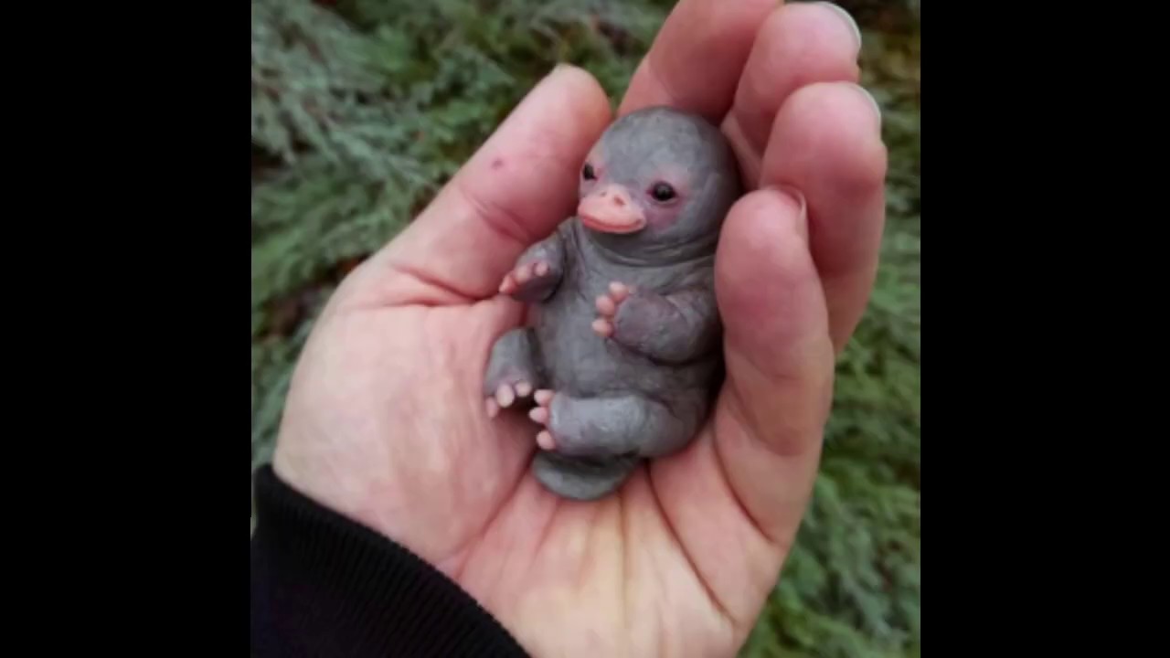 baby platypus - YouTube