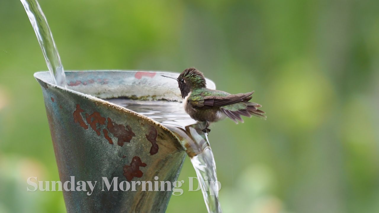 Hummingbird taking a Sunday Morning Dip 4K - YouTube