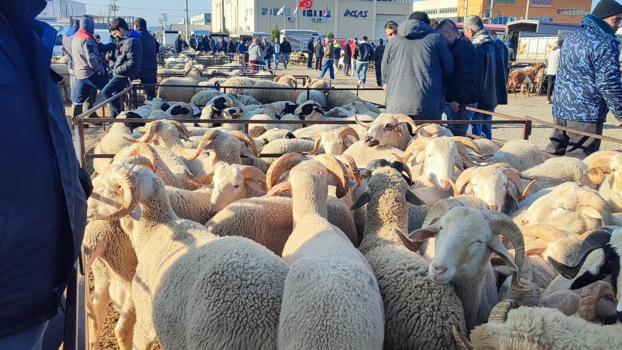 TORBALI HAYVAN PAZARINDA KURBANLIK KOÇ KUZU FİYATLARI. - YouTube