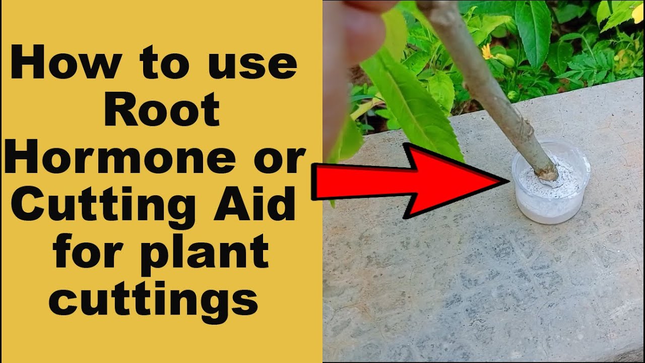 How to use Root Hormone or Cutting Aid for plant cuttings - YouTube