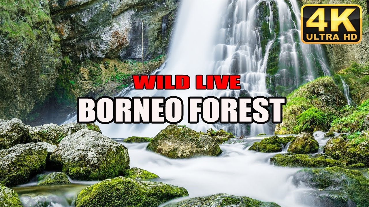 Menakjubkan! Keindahan Hutan Borneo dan Satwanya - Full 1 Jam - YouTube
