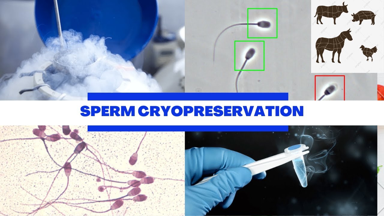 VET ENDO | Sperm Preservation via Freeze-Drying (Cryopreservation ...