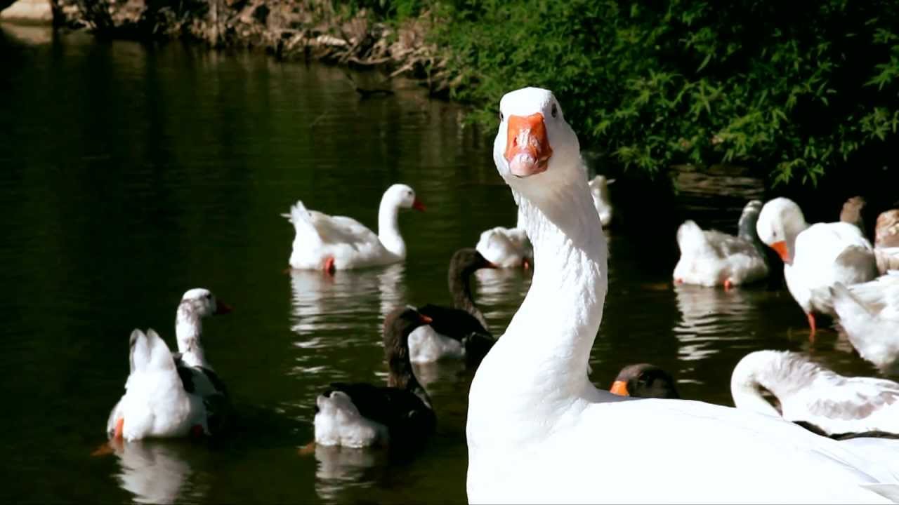 Fragma Thermis Landscape 5D mark ii - YouTube