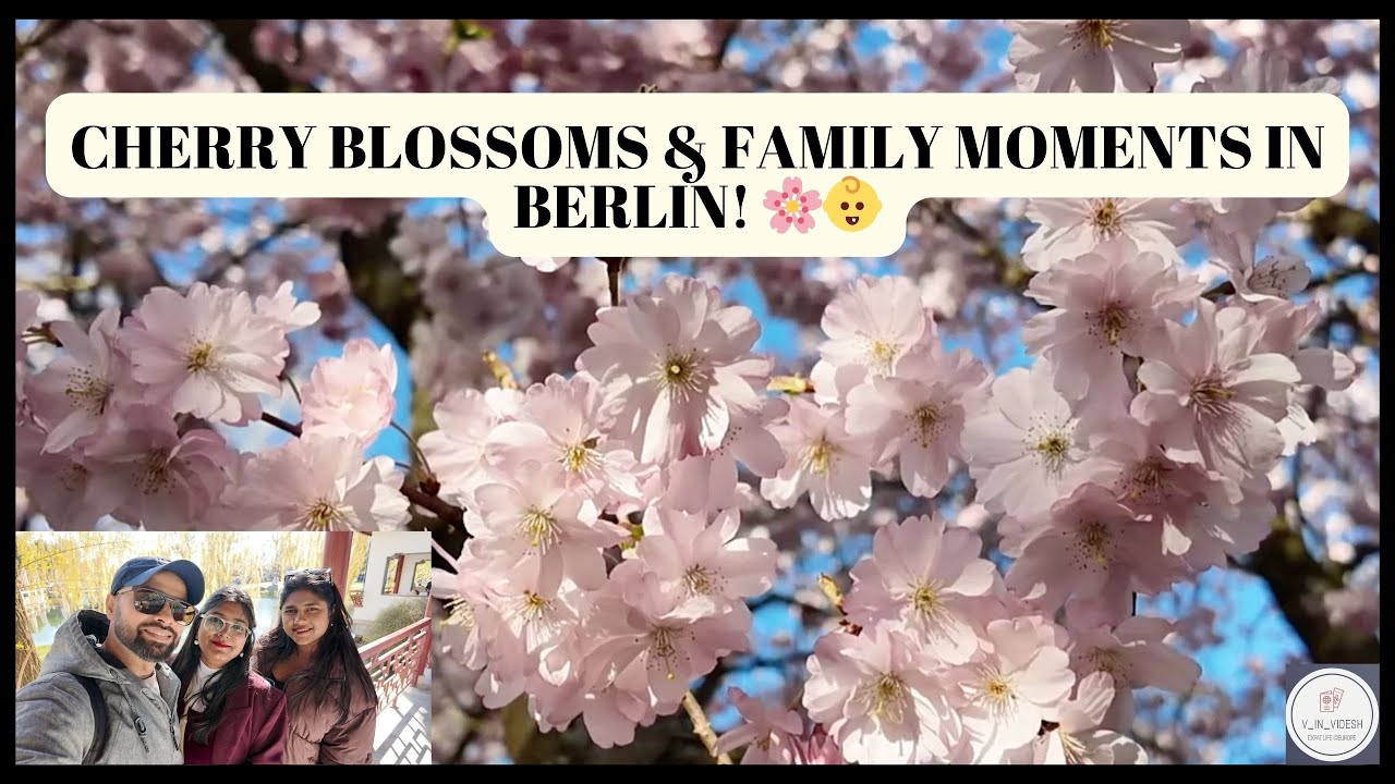 Family Day at Garden of the World, Berlin | Cherry Blossom Bliss with ...