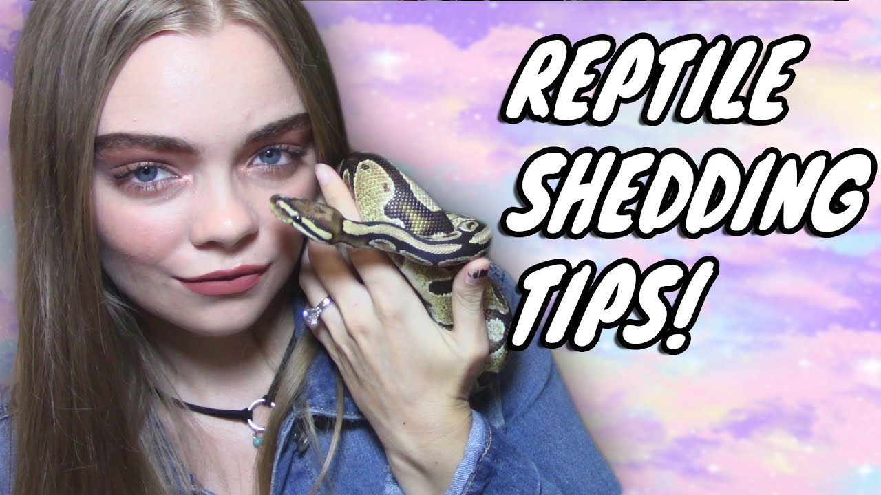 REPTILE SHEDDING TIPS! (ALL YOU NEED TO KNOW) - YouTube