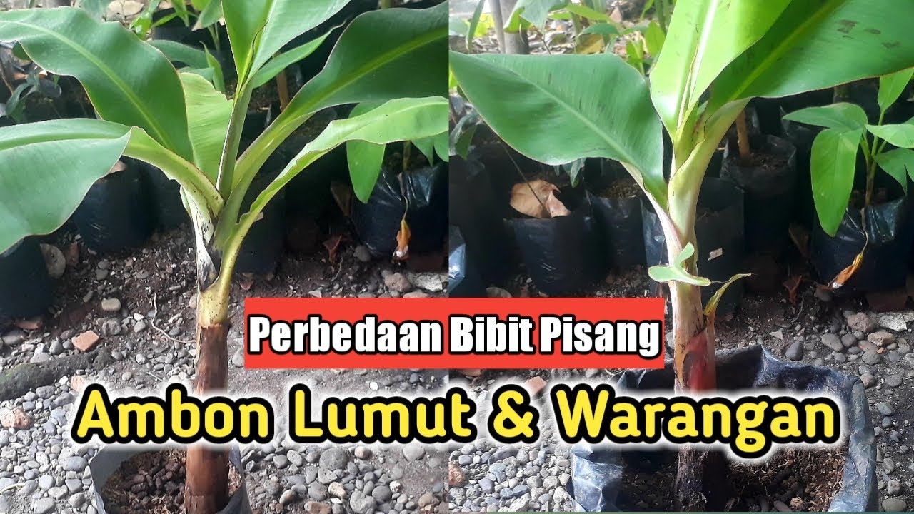 Ciri Ciri Perbedaan Bibit Pohon Pisang Ambon Lumut Hijau Dan Ambon ...