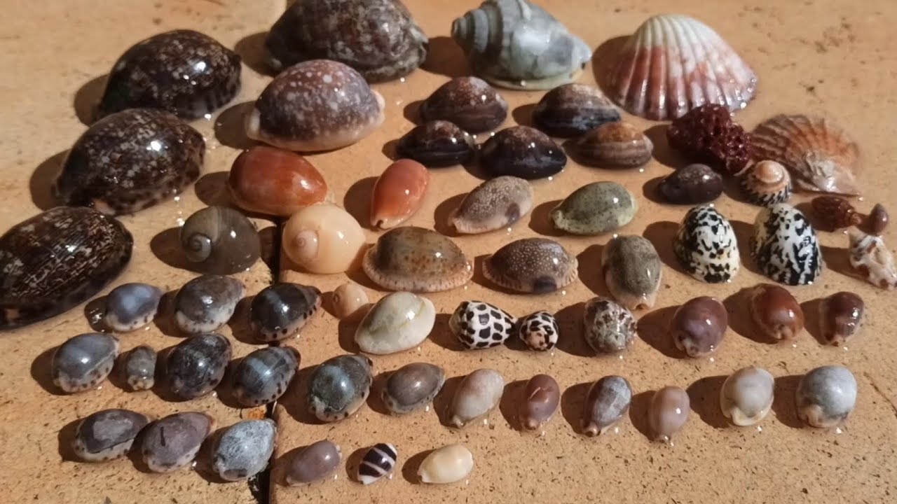 Finding Seashells at Point Cartwright #2 - YouTube