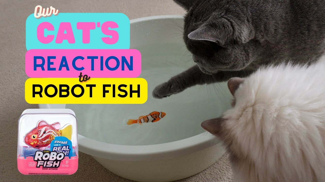 Will Our Cats Enjoy This Robot Fish Toy? - YouTube