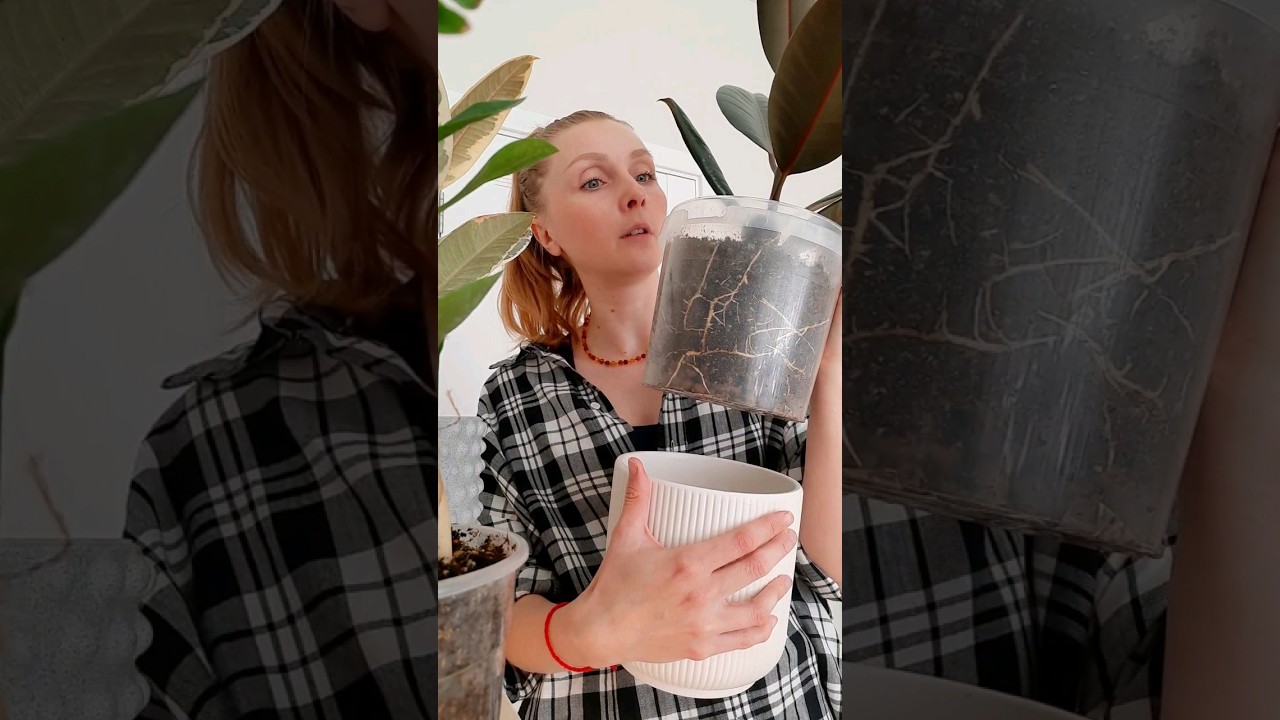 Во что посадить цветок? Горшок для комнатного растения / прозрачный ...