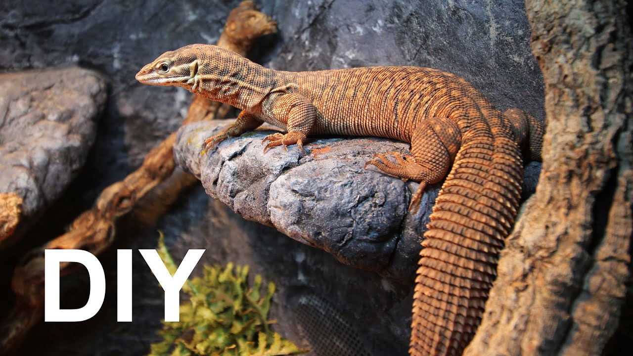 DIY Ackie Monitor Terrarium Background! | Krizz - YouTube
