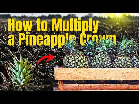 Grow more pineapples from a single crown. How to multiply a pineapple ...