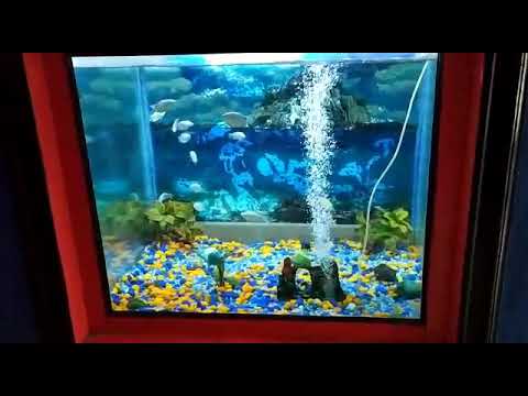 Fish aquarium at lucknow zoo - YouTube