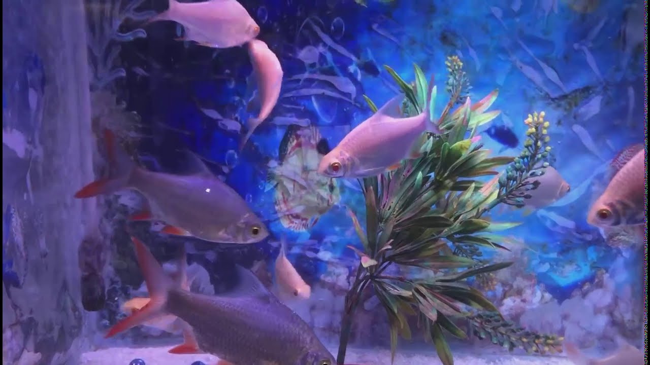 What Is The Fish Name Part 12 YouTube what-is-the-fish-name-part-12-youtube