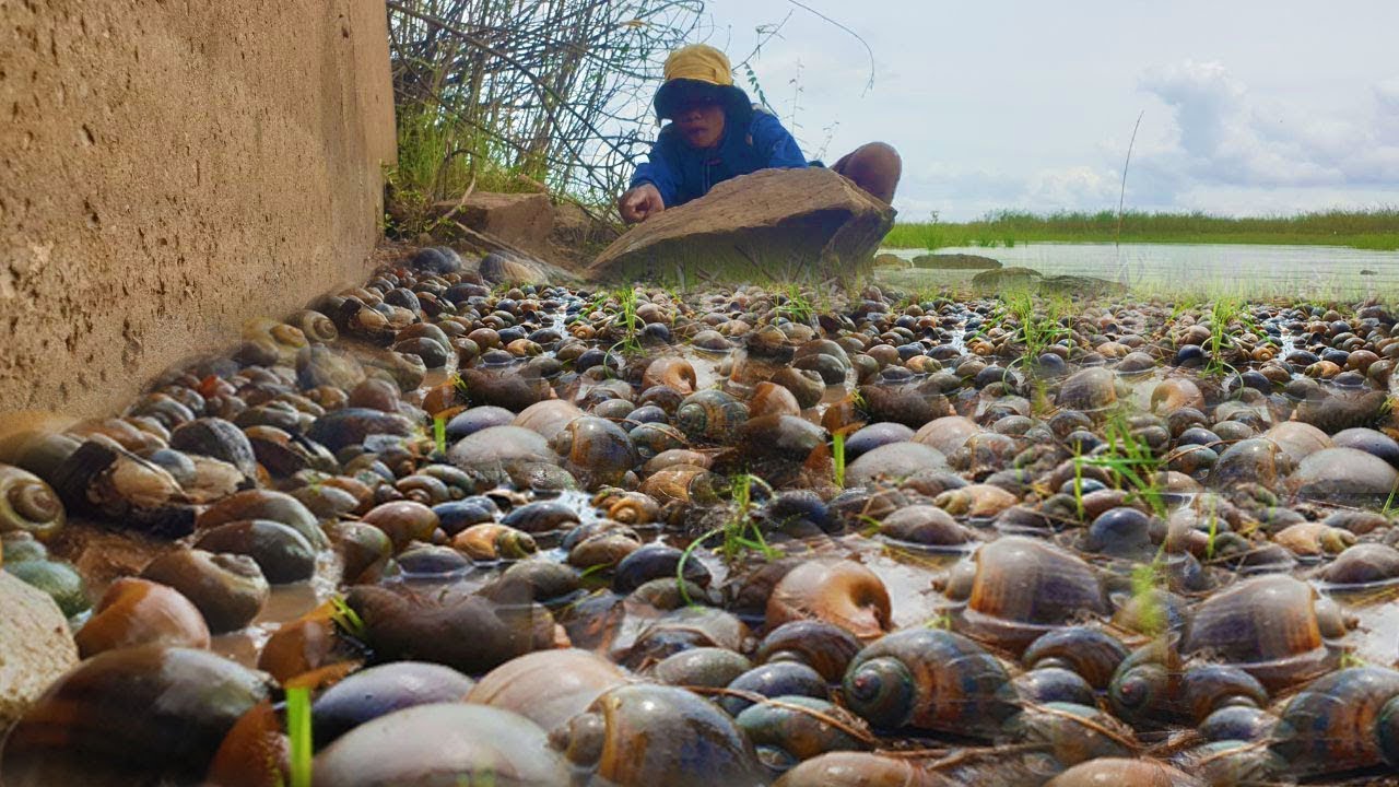 Wow wow amazing ! today a fisherman found a lot of snails near bride at ...