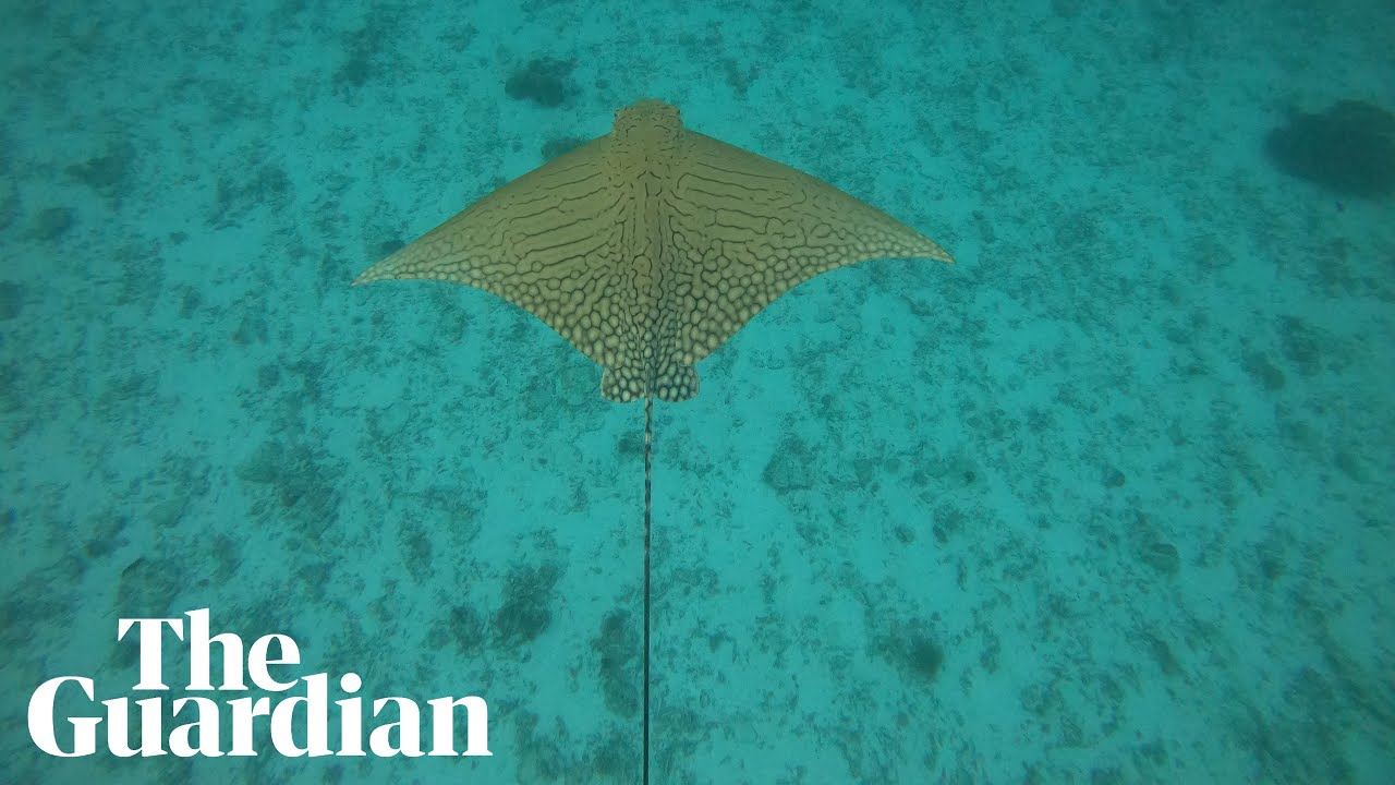 'Unicorn of the sea': rare sighting of ornate eagle ray off Great ...