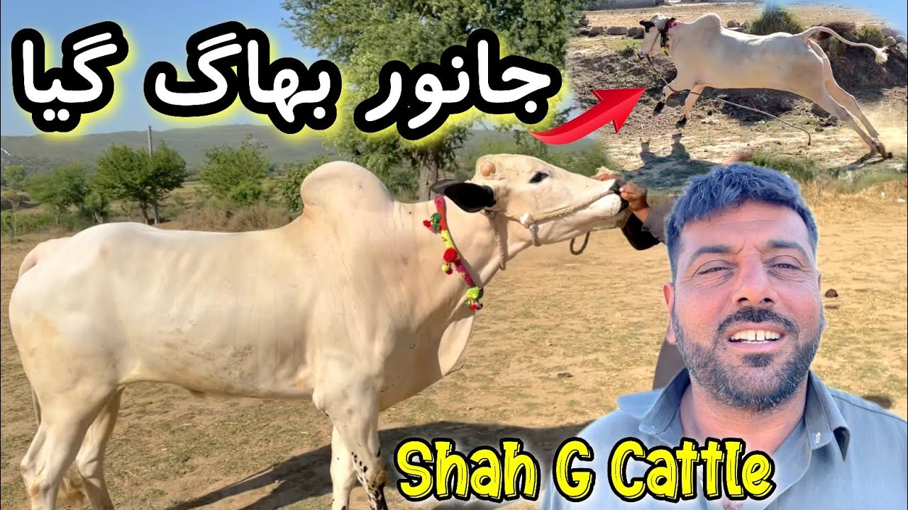 Dera Shah G Cattle Farm - Fateh Jangi Bulls 2024 - Qurbani bakra Mandi ...