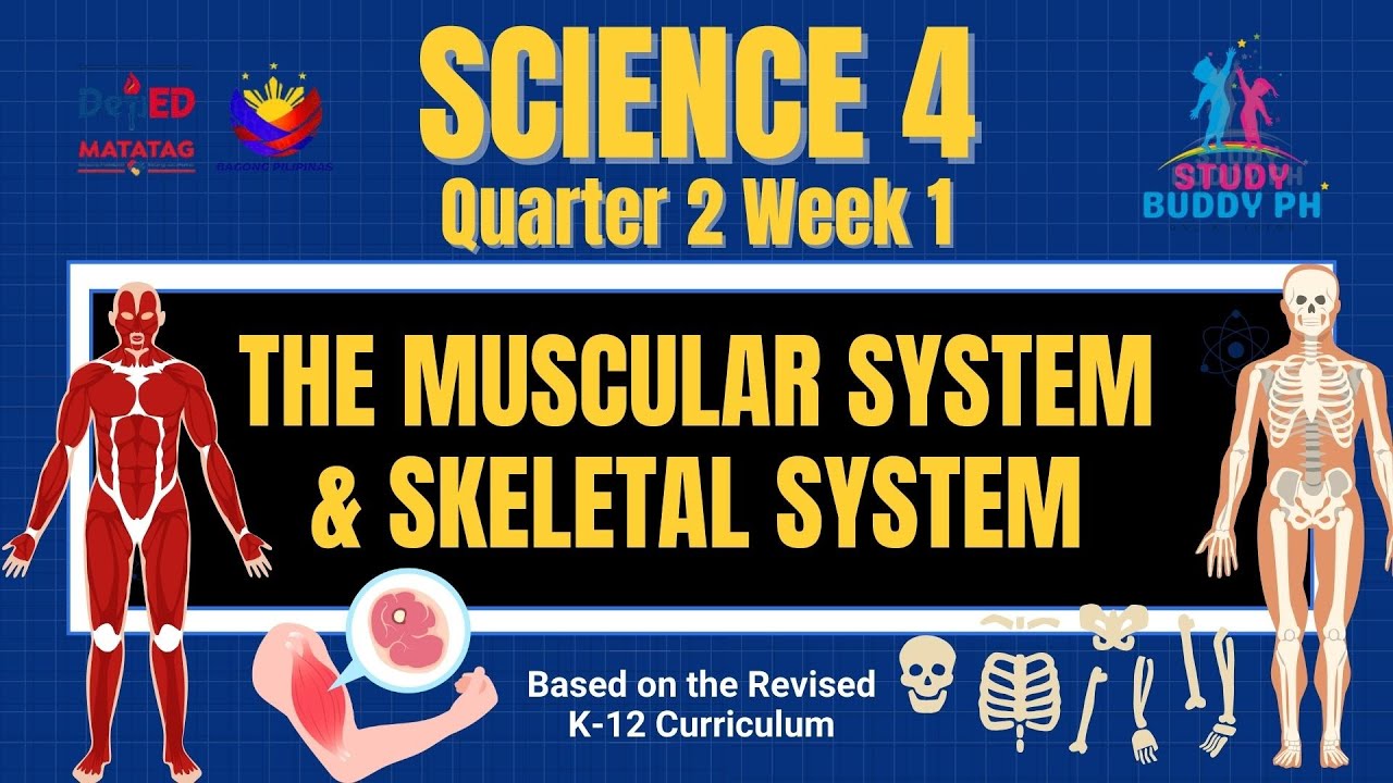Science 4 Quarter 2 Week 1 - The Muscular System & Skeletal System ...