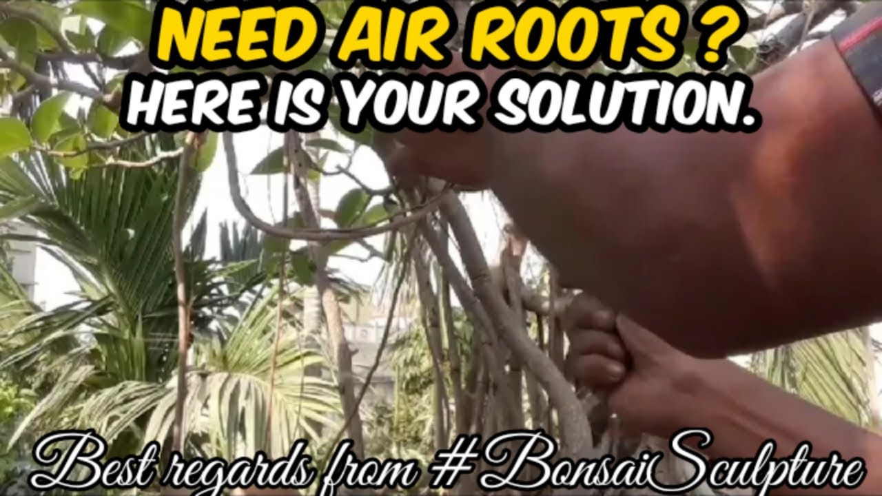 solution to get more air roots | how to create ficus air roots - YouTube