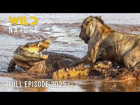 INTO THE WILD KAZA | 5 Countries, 1 Battlefield for Survival #naturedocumentaries | Wild Nature