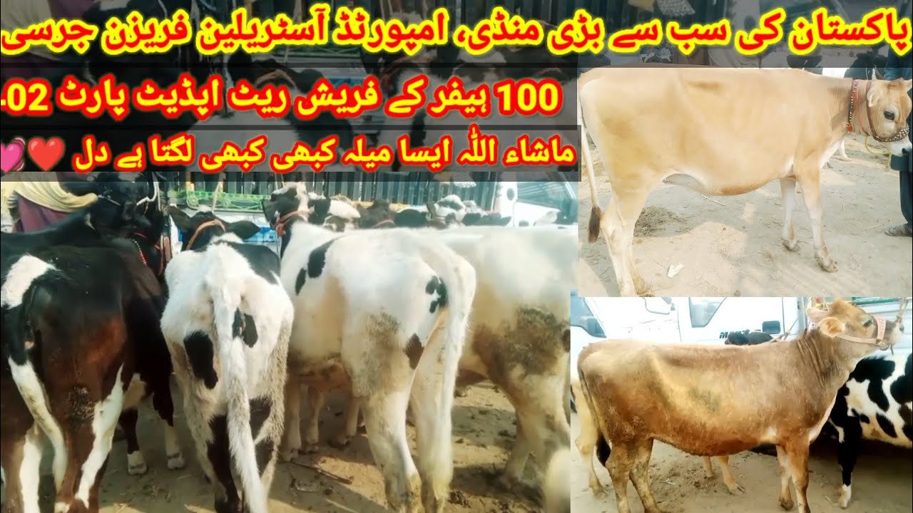 Kambar Pull Mandi Part 02 | Australian Frisian Dutch Hefiers | Cheap ...