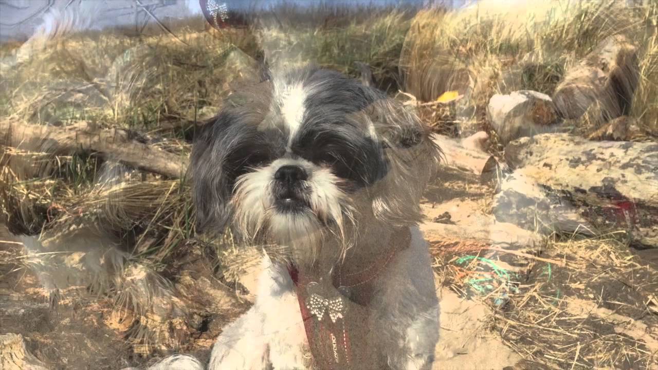 A Shih Tzu Day At The Beach - YouTube