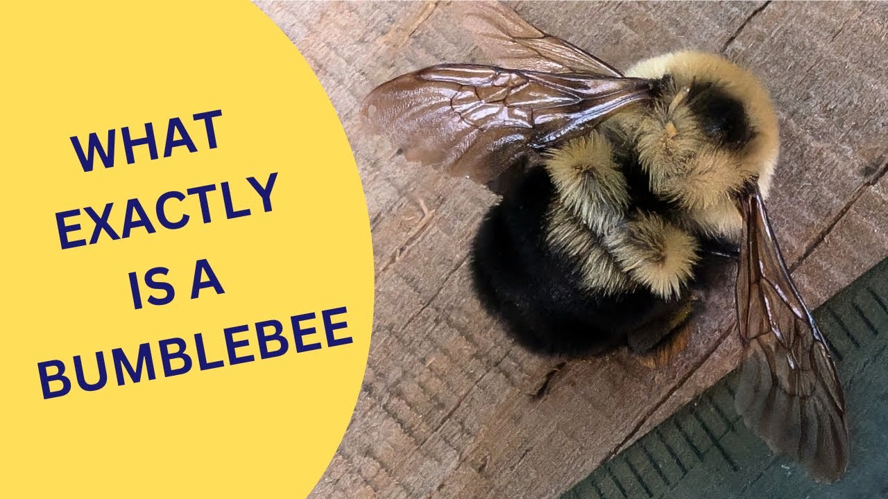 What is a Bumblebee 2025 - YouTube
