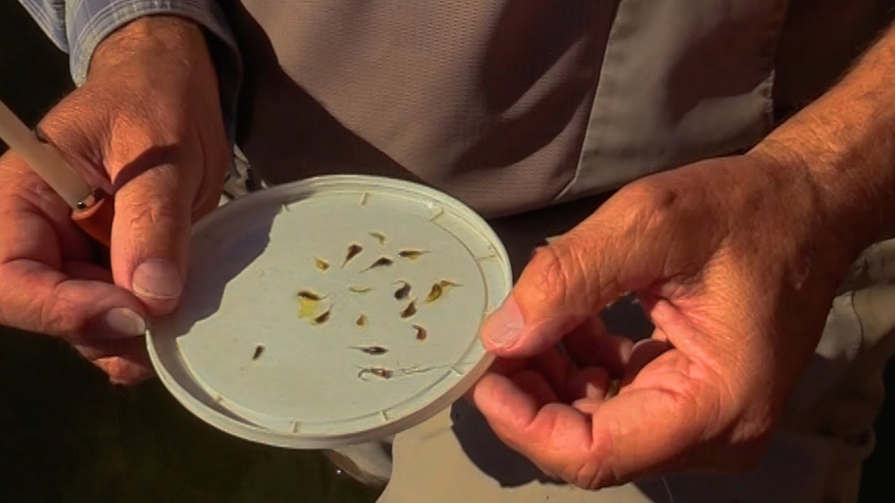Fish Stomach Sample on the Owens Rivers with Fly Fishing Guide Fred ...