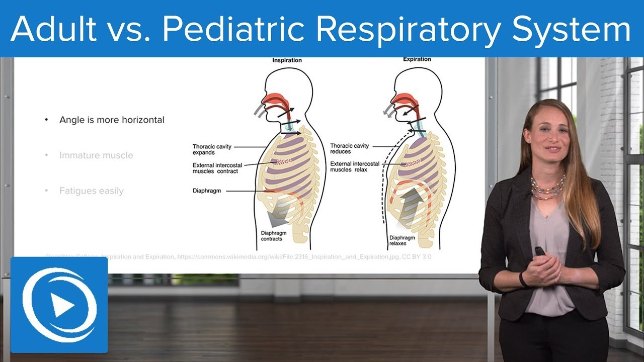 Adult vs. Pediatric Respiratory System – Pediatric Nursing | Lecturio ...