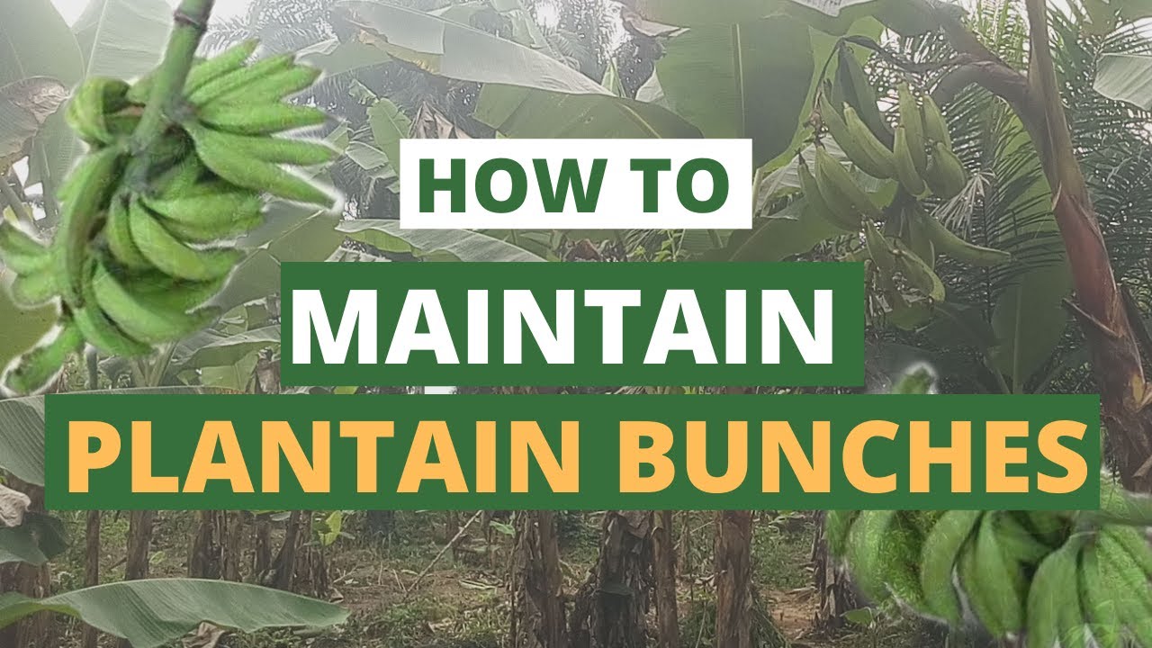 HOW TO MAINTAIN PLANTAIN FRUITS /BUNCHES/ plantain farming Nigeria ...