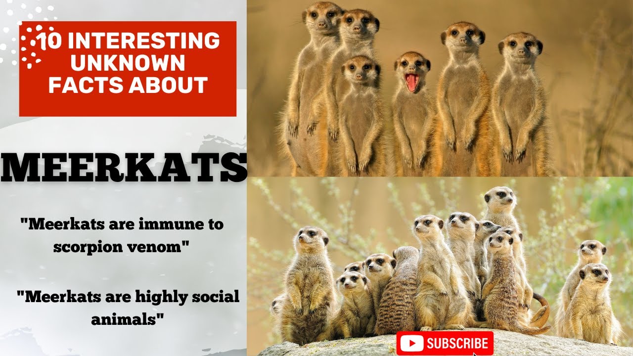 10 Meerkat Secrets That Will Make You See Them In A Whole New Light in ...