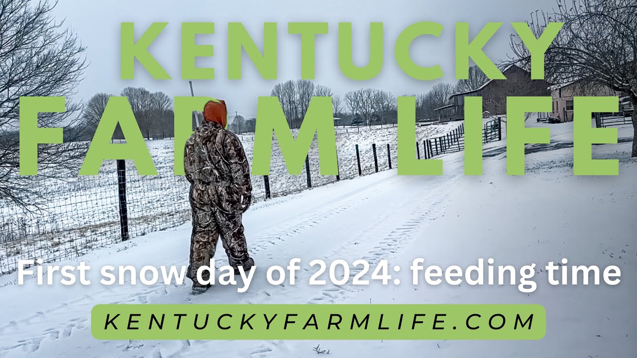 First Snow Day of 2024: feeding time - YouTube