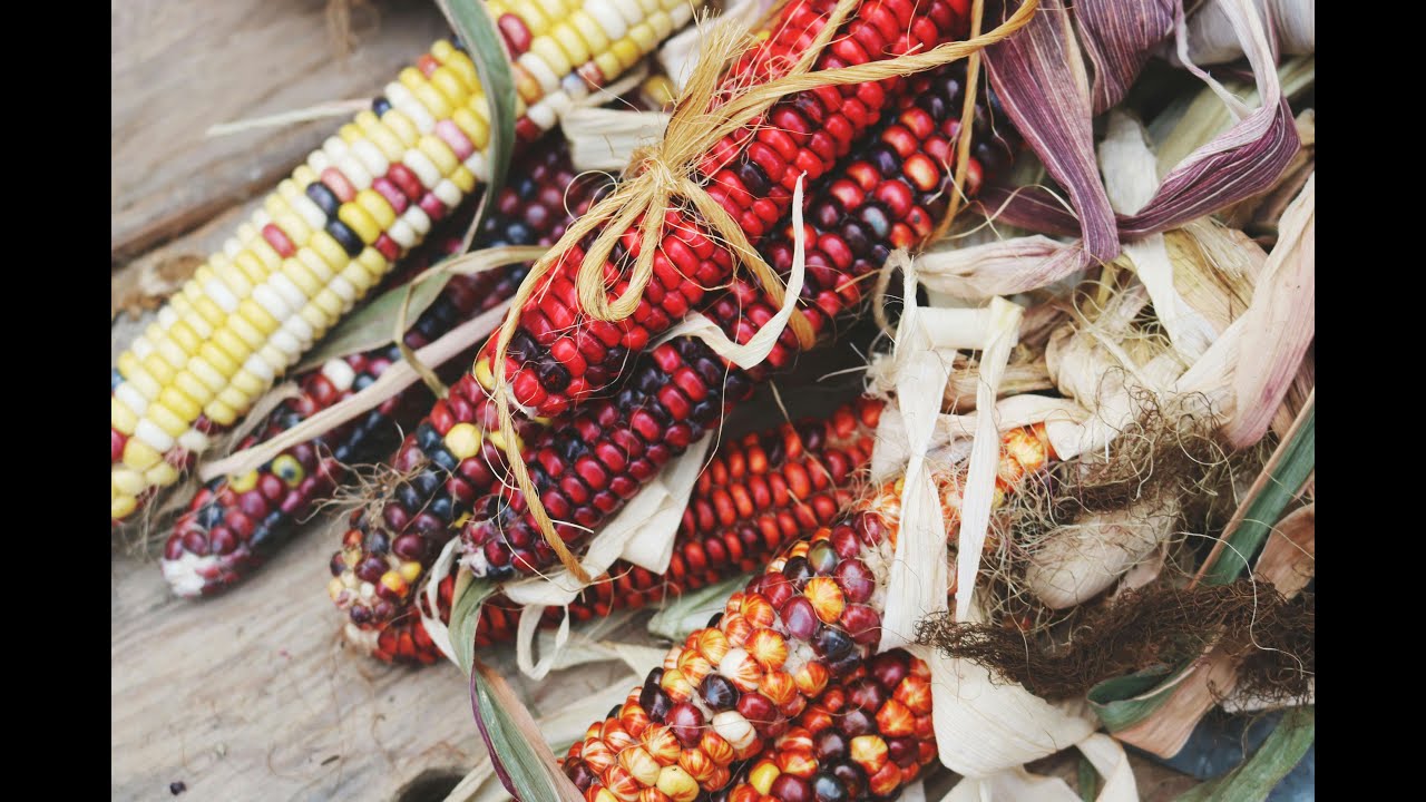 The History of Corn - YouTube