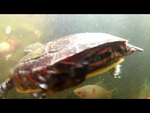 Backyard koi and goldfish pond: painted turtle mating dance - YouTube