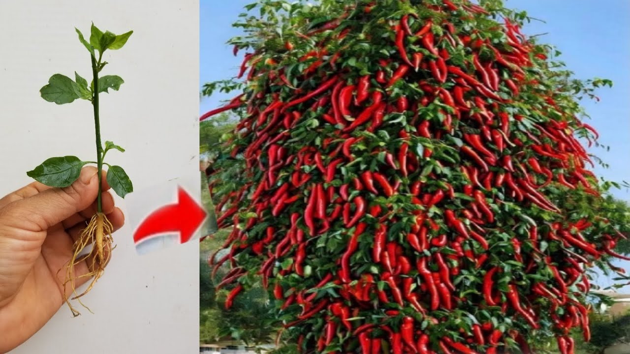 New Gardening method | How to propagate Chilli Tree from cutting in ...