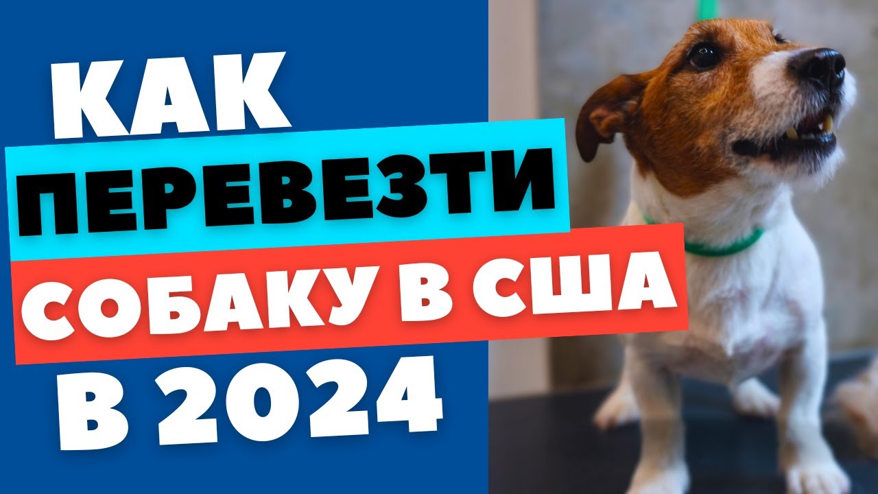 КАК ПЕРЕВЕЗТИ СОБАКУ В США В БАГАЖЕ ЧЕРЕЗ ТРЕТЬЮ СТРАНУ В 2024 Youtube