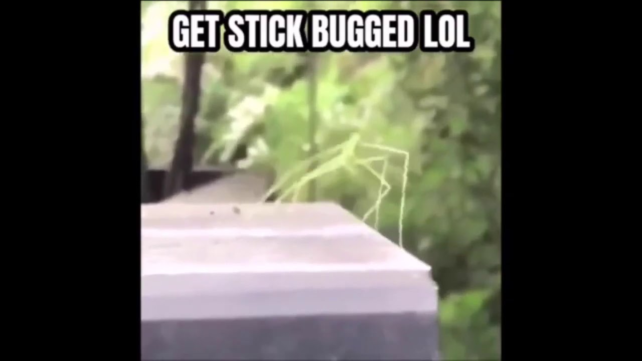 Get Stick Bugged LOL (loop) - YouTube