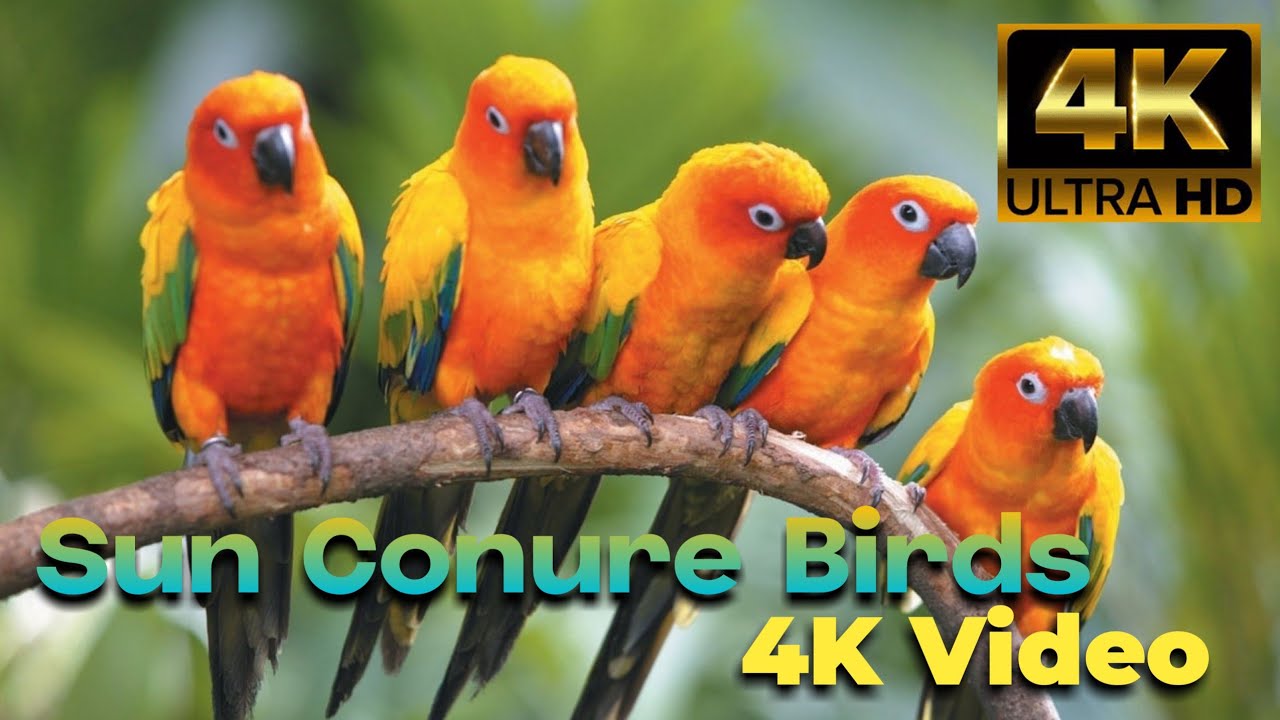 Sun Conure Sounds|Conure Sound|sun conure bird|Bird Talking|Jungle ...