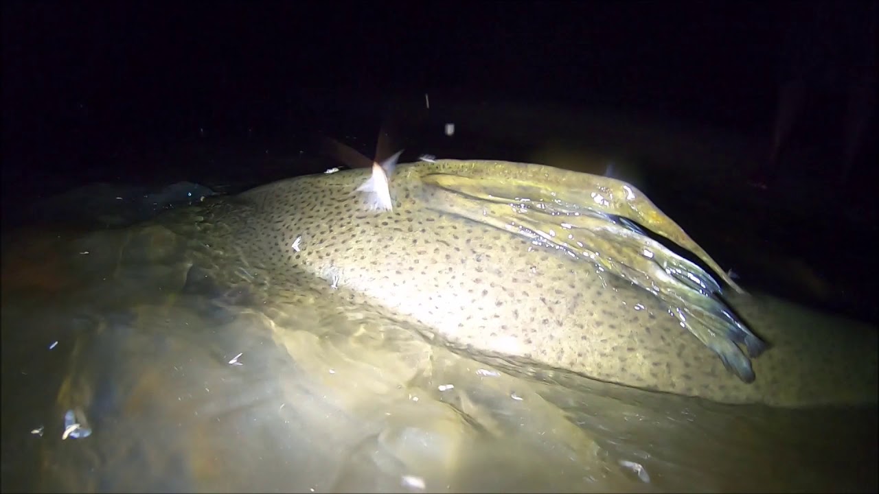 90lb Jau Catfish Release - The GREATEST Fish - YouTube