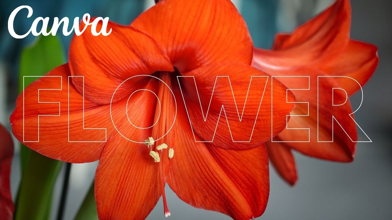 How To Make Transparent Text Effect With Canva YouTube how-to-make-transparent-text-effect-with-canva-youtube