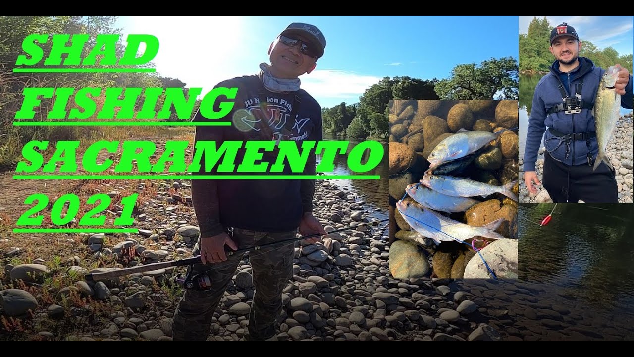 Sacramento Shad Fishing!! Quick Morning Session before work. (Featuring ...