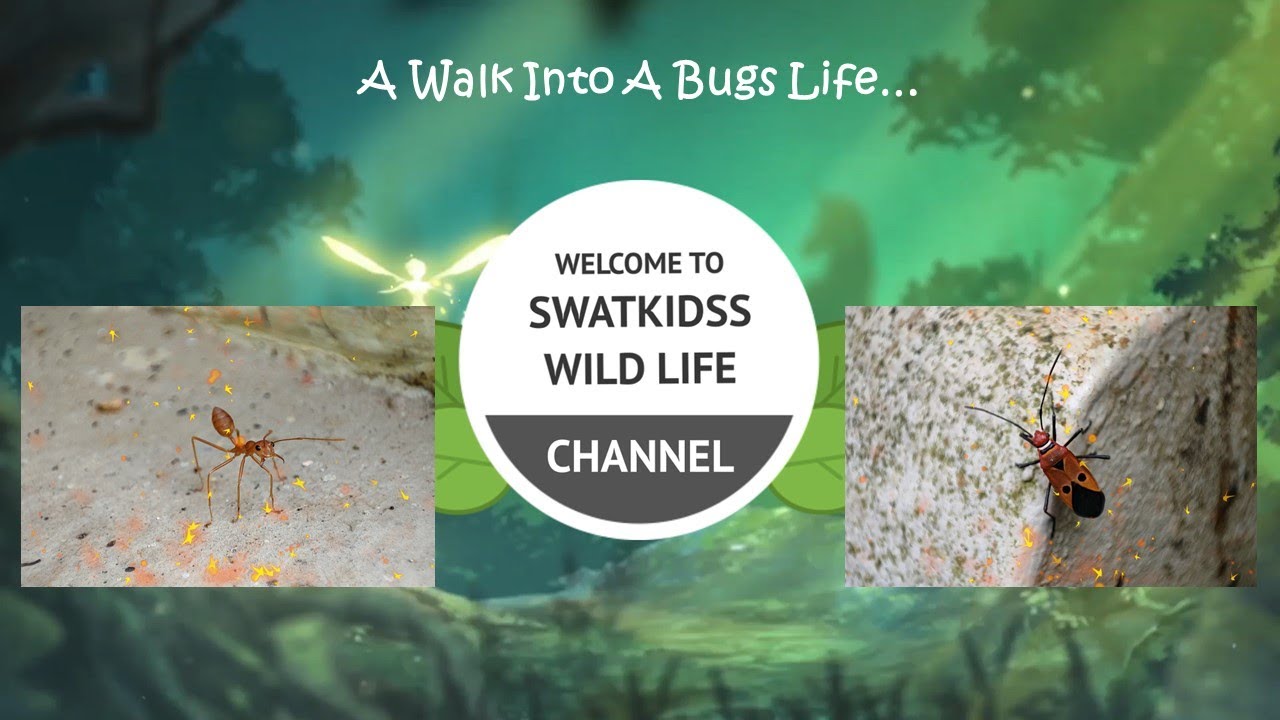 A Walk Into A bugs life,Weaver Ants,Mupli Beetle,Wooly Bear Caterpillar ...