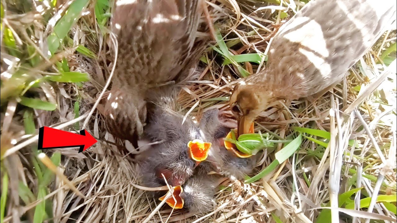 Baby Pipit bird on the grass @BirdsofNature107 - YouTube